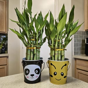 Lucky Bamboo Arrangement 6"8" in a Cute Tin Basket, Christmas Gift ...