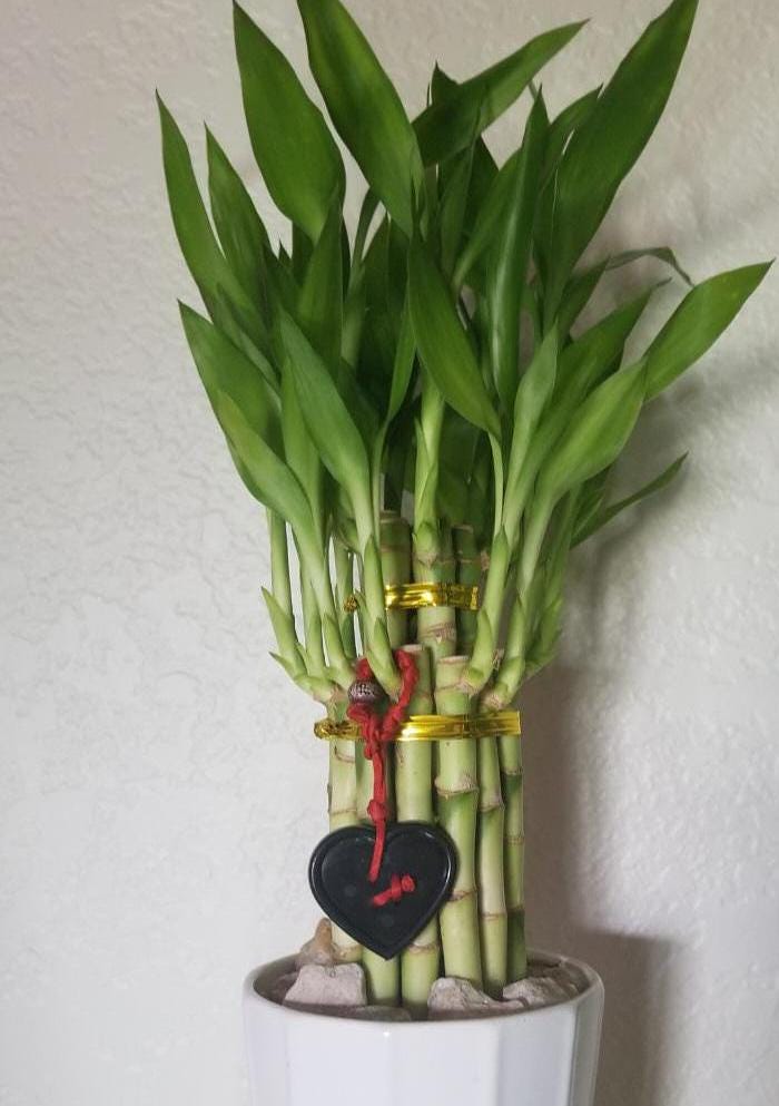 Lucky Bamboo Arrangement 6"8" in a Cute Tin Basket, Christmas Gift ...