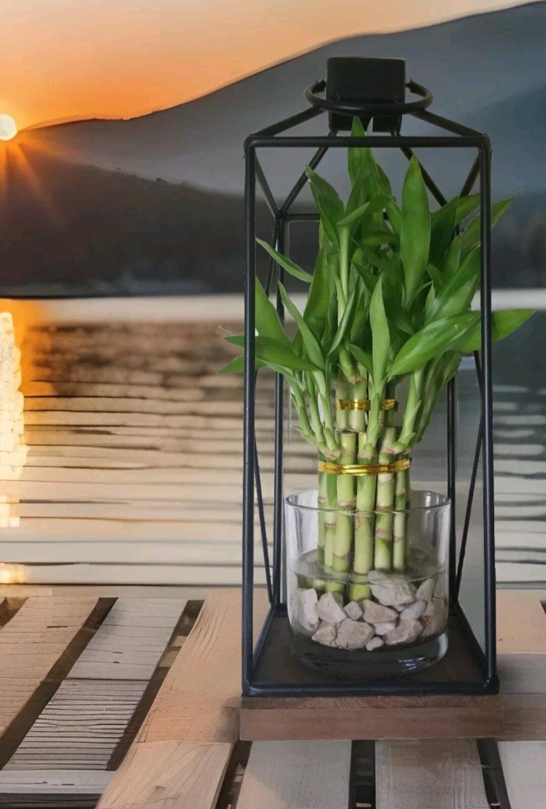 Two-tier Lucky Bamboo Arrangement: 18 Stalks for Positive Energy - Etsy