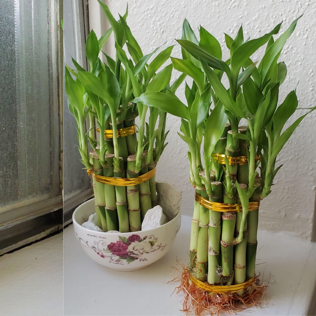 2 Tier Lucky Bamboo Arrangement - Etsy
