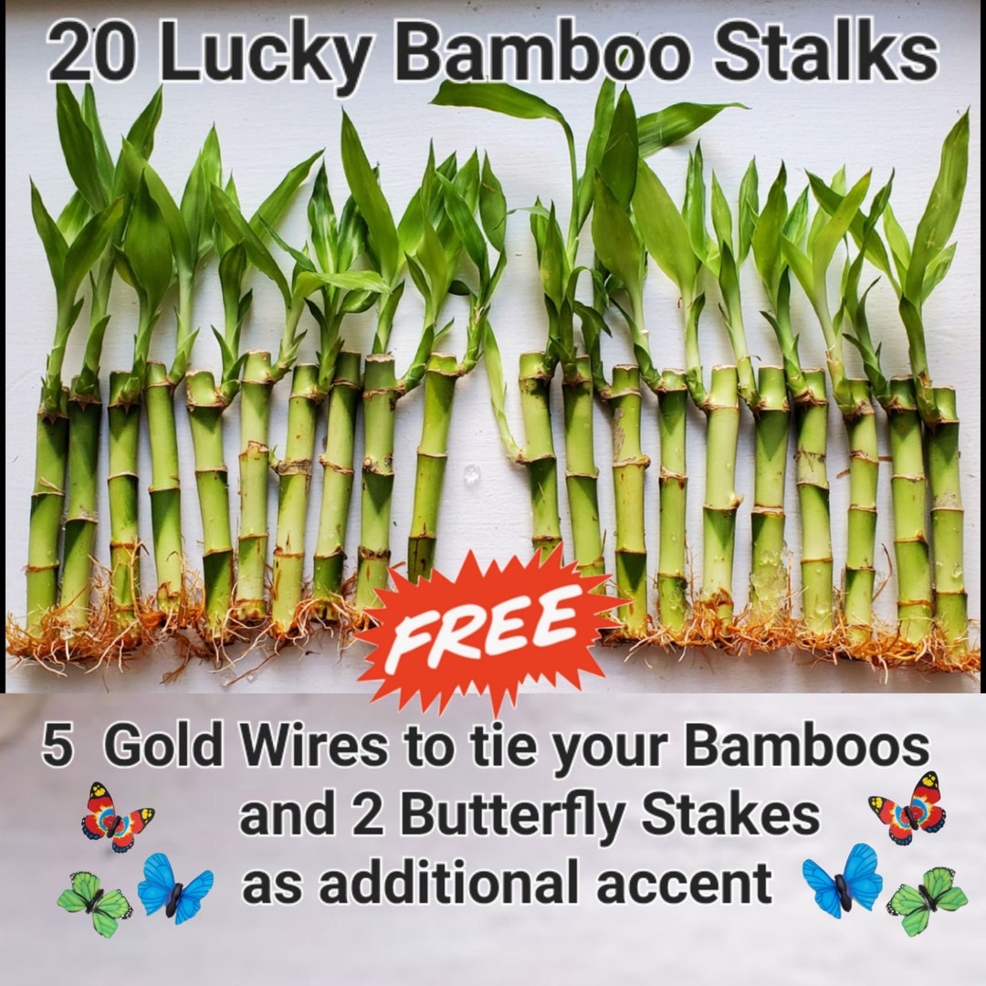 20 Lucky Bamboo Plants: Live Rooted Stalks, Wedding Favors - Etsy