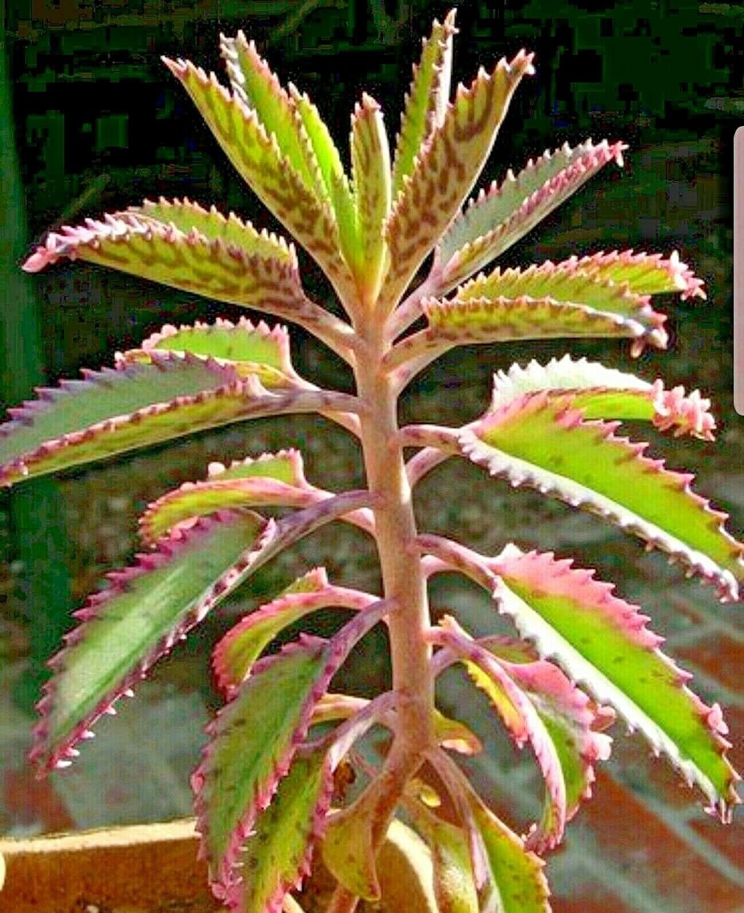 Mother of Thousands Alligator Live Plant 3 to 5 Inches Tall, Succulent ...