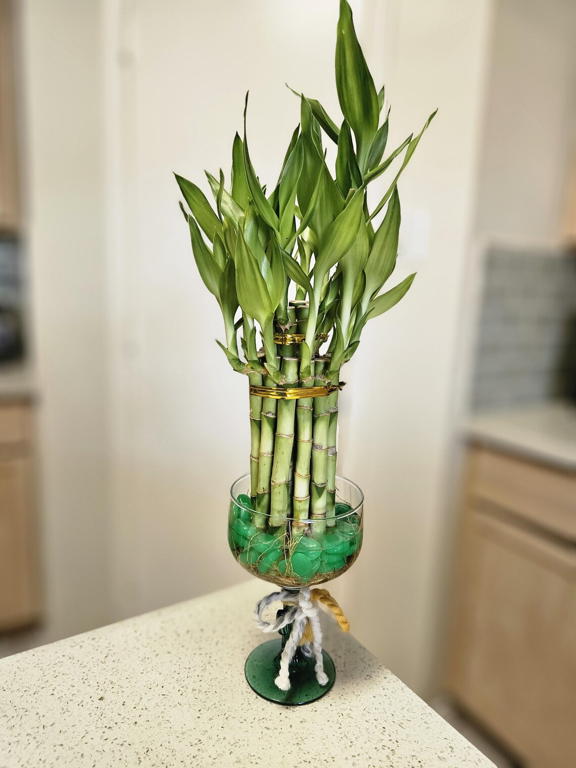 Two-tier Lucky Bamboo Arrangement: 18 Stalks for Positive Energy - Etsy