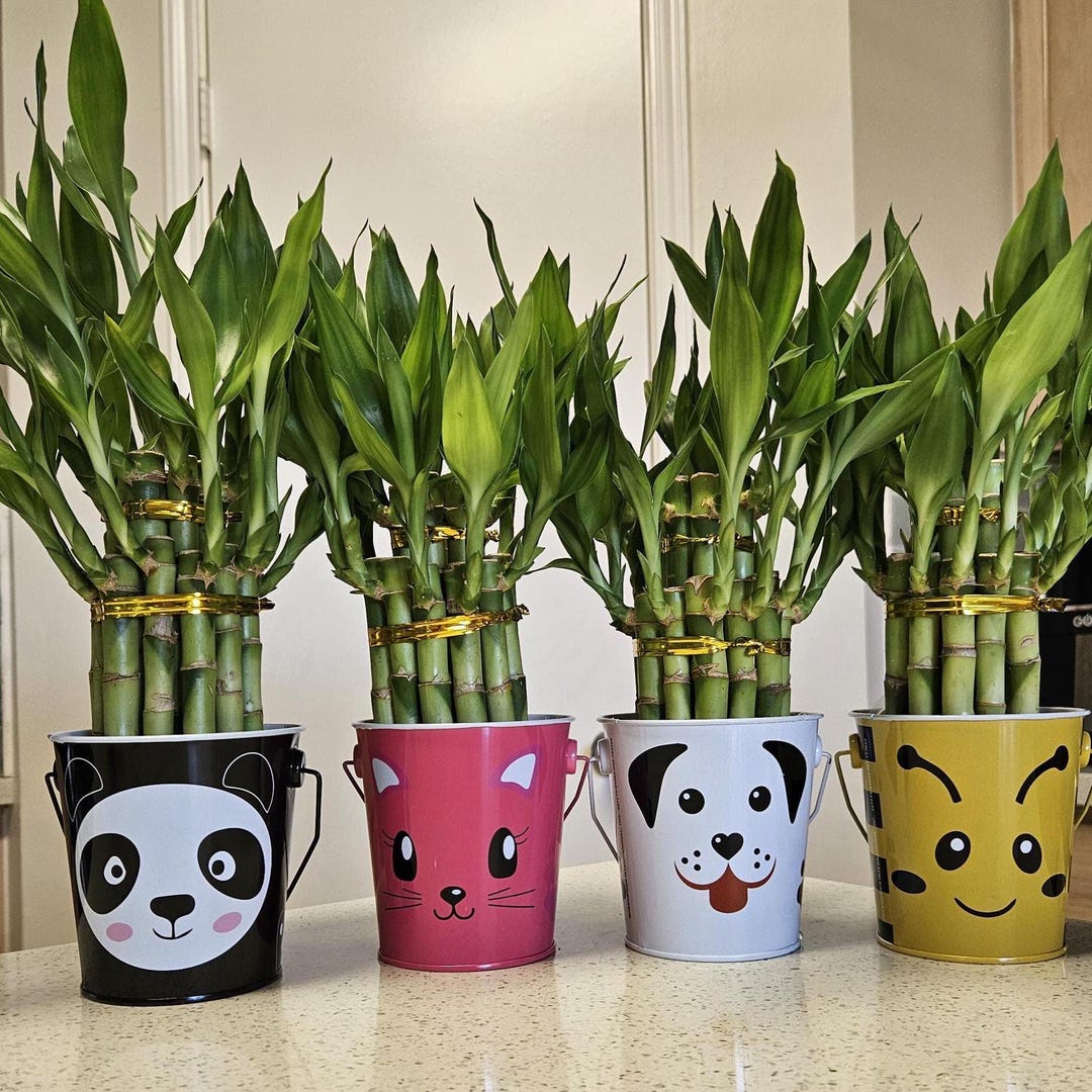 Lucky Bamboo Arrangement 6"8" in a Cute Tin Basket, Christmas Gift ...