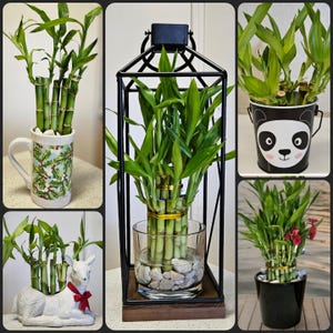 Lucky Bamboo Arrangement 6"8" in a Cute Tin Basket, Christmas Gift ...