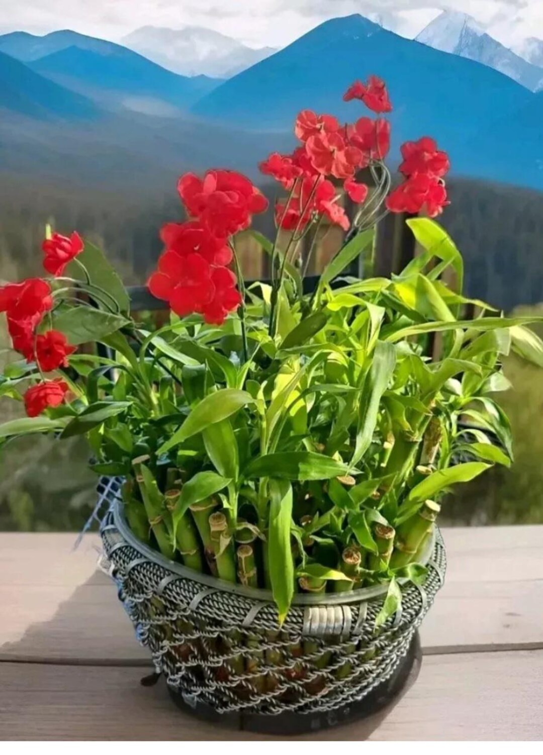 6" Lucky Bamboo 5 Stalks: Feng Shui Indoor Plant - Etsy
