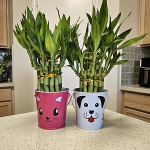 Lucky Bamboo Arrangement 6"8" in a Cute Tin Basket, Christmas Gift ...