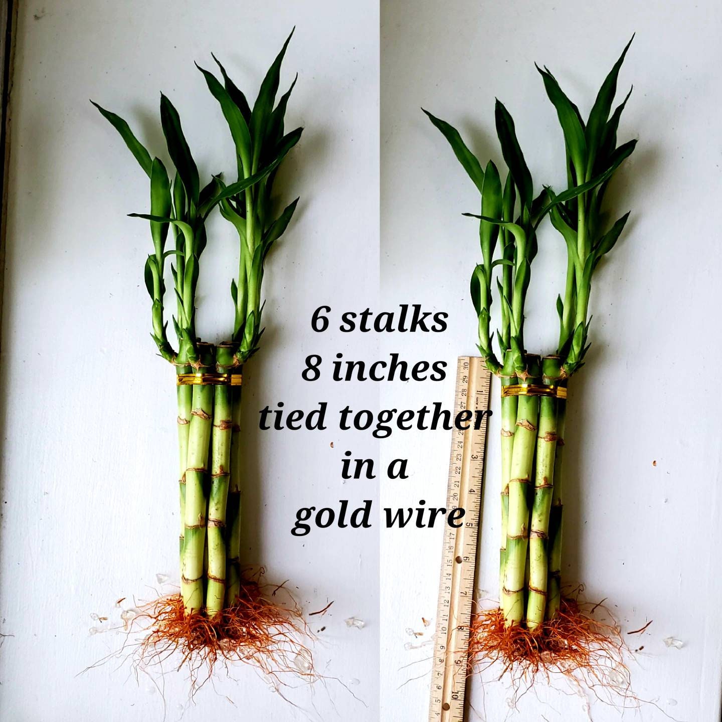 8 Inches Lucky Bamboo 6 Healthy Plants Christmas Gift Feng - Etsy