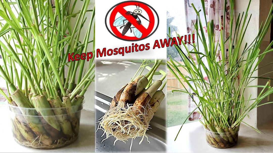 10 Lemongrass ROOTED Stalks Plugs, Easy to Plant Easy to Grow, Herbal ...