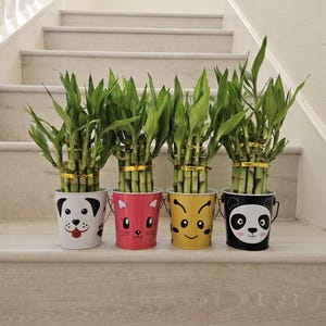Lucky Bamboo Arrangement 6"8" in a Cute Tin Basket, Christmas Gift ...