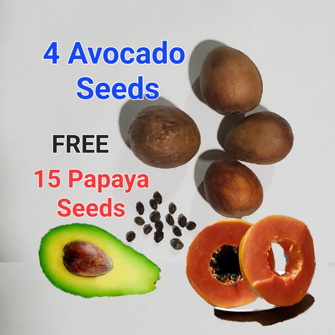 4 Hass Avocado Seeds Plus 15 Free Papaya Seeds - Etsy