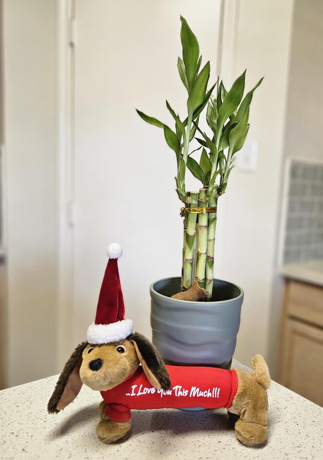 Lucky Bamboo 5 Stalks 6 Inches, Unique Gift, Feng Shui, Perennial ...