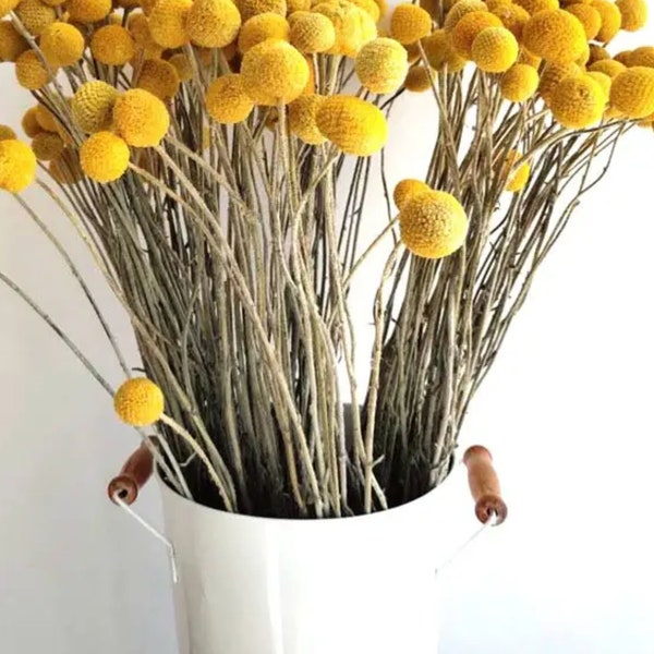 Billy Buttons - Etsy