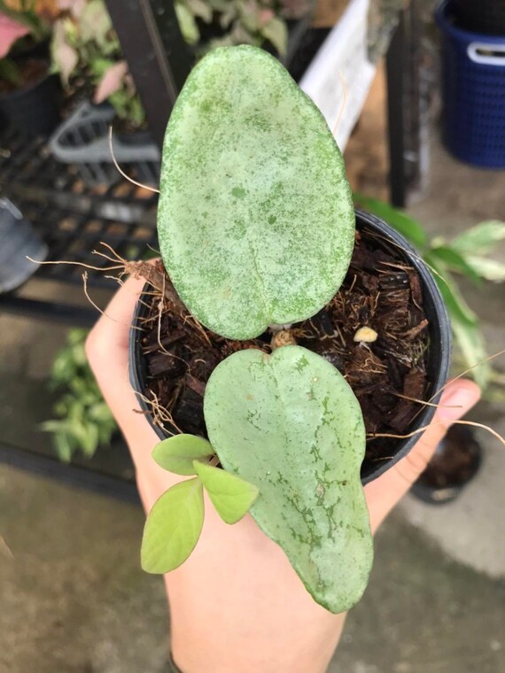 Hoya carnosa grey ghost - campestre.al.gov.br