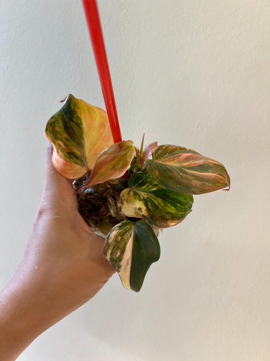Philodendron Mican Pink Ferrari Variegated 1 Pot - Etsy