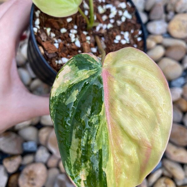 Variegated Micans Halo - Etsy