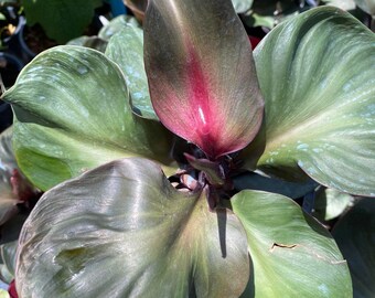 Red Heart Philodendron - Etsy