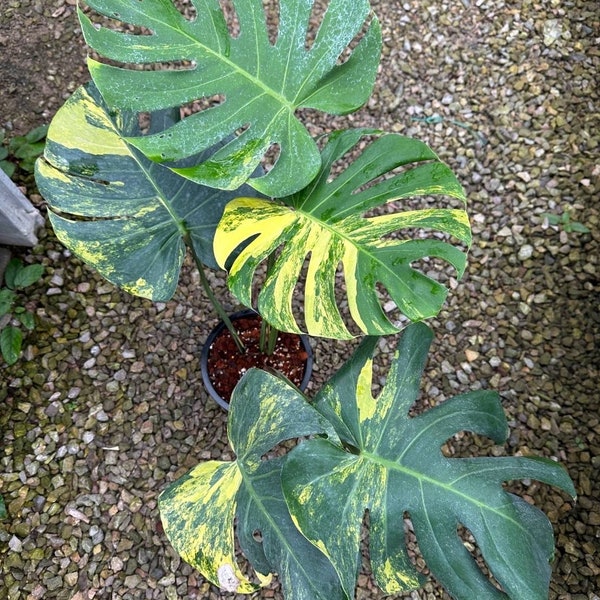 Monstera Yellow Thai - Etsy