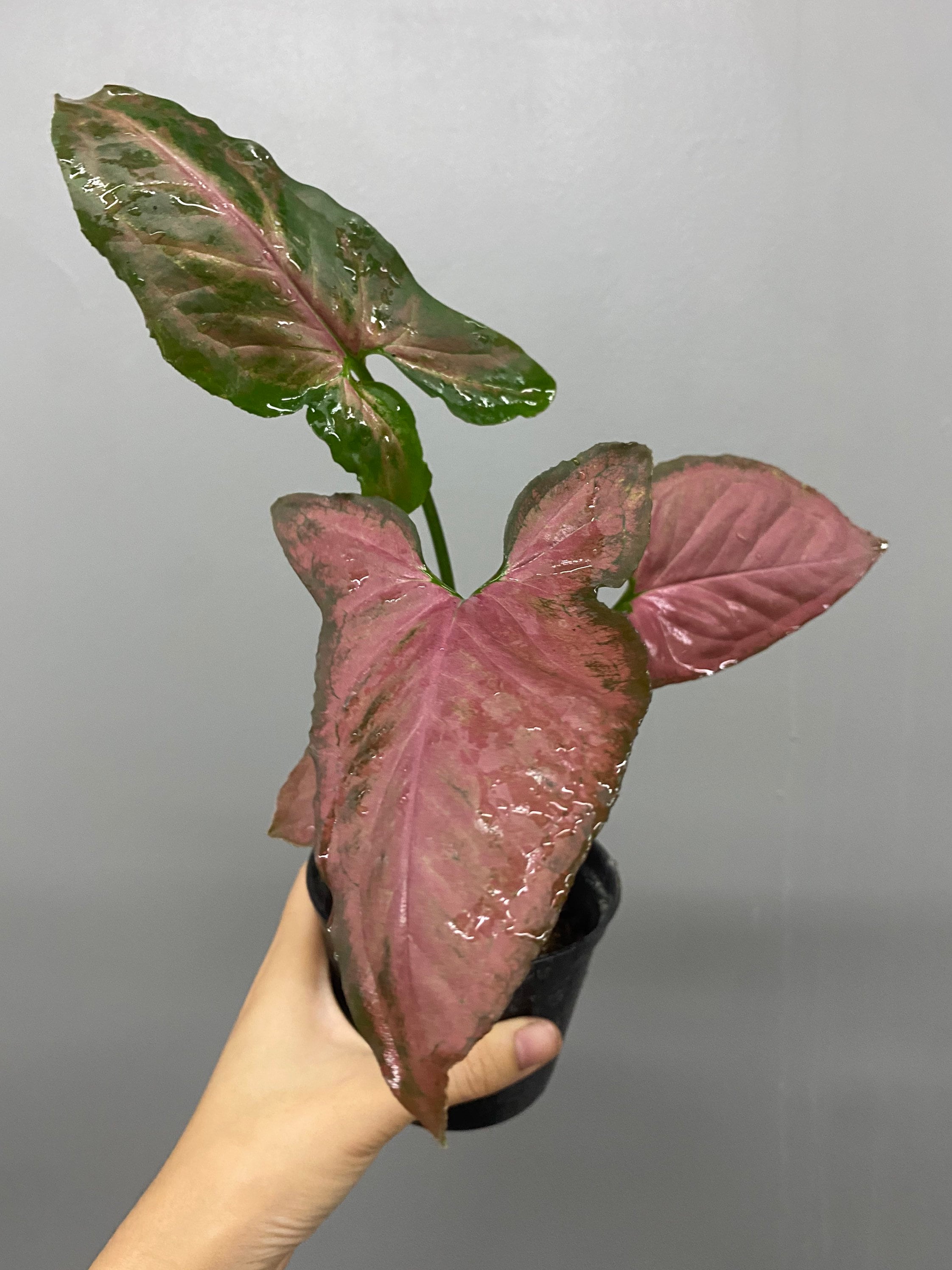 1 Syngonium Orm Nak Red Super Red - Etsy
