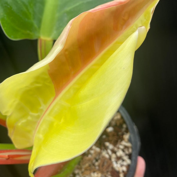 Philo Red Moon - Etsy