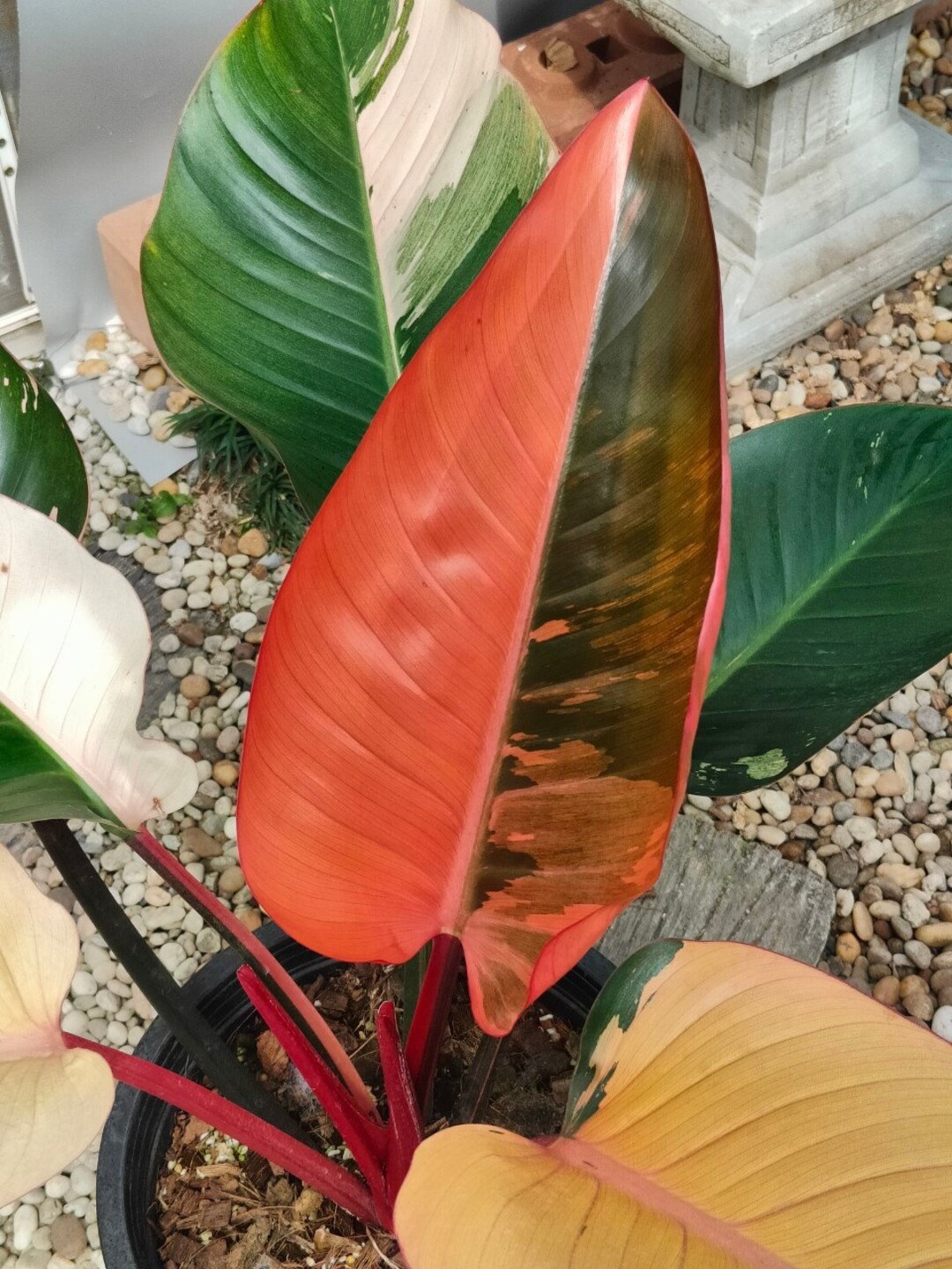 Philodendron Red Congo Variegated small Size - Etsy