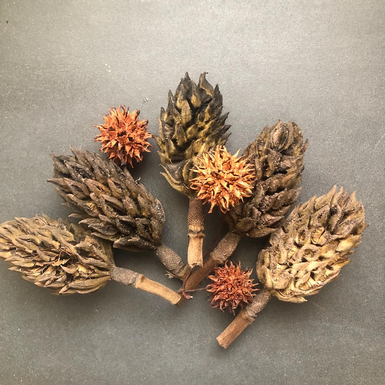 Five Dry Magnolia Pots and 3 Sweet Gum Balls - Etsy