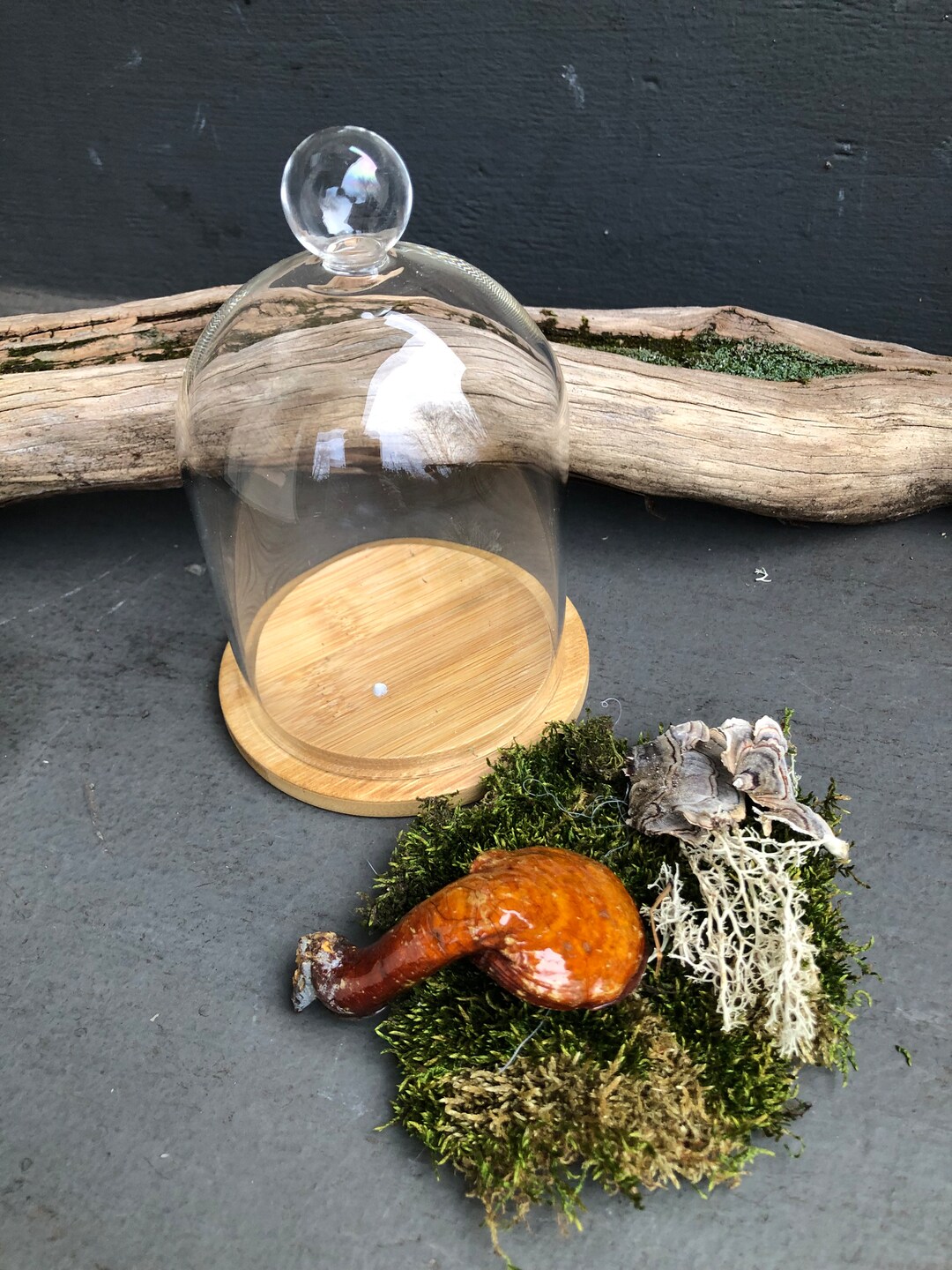 DIY Glass Dome Kit - Etsy