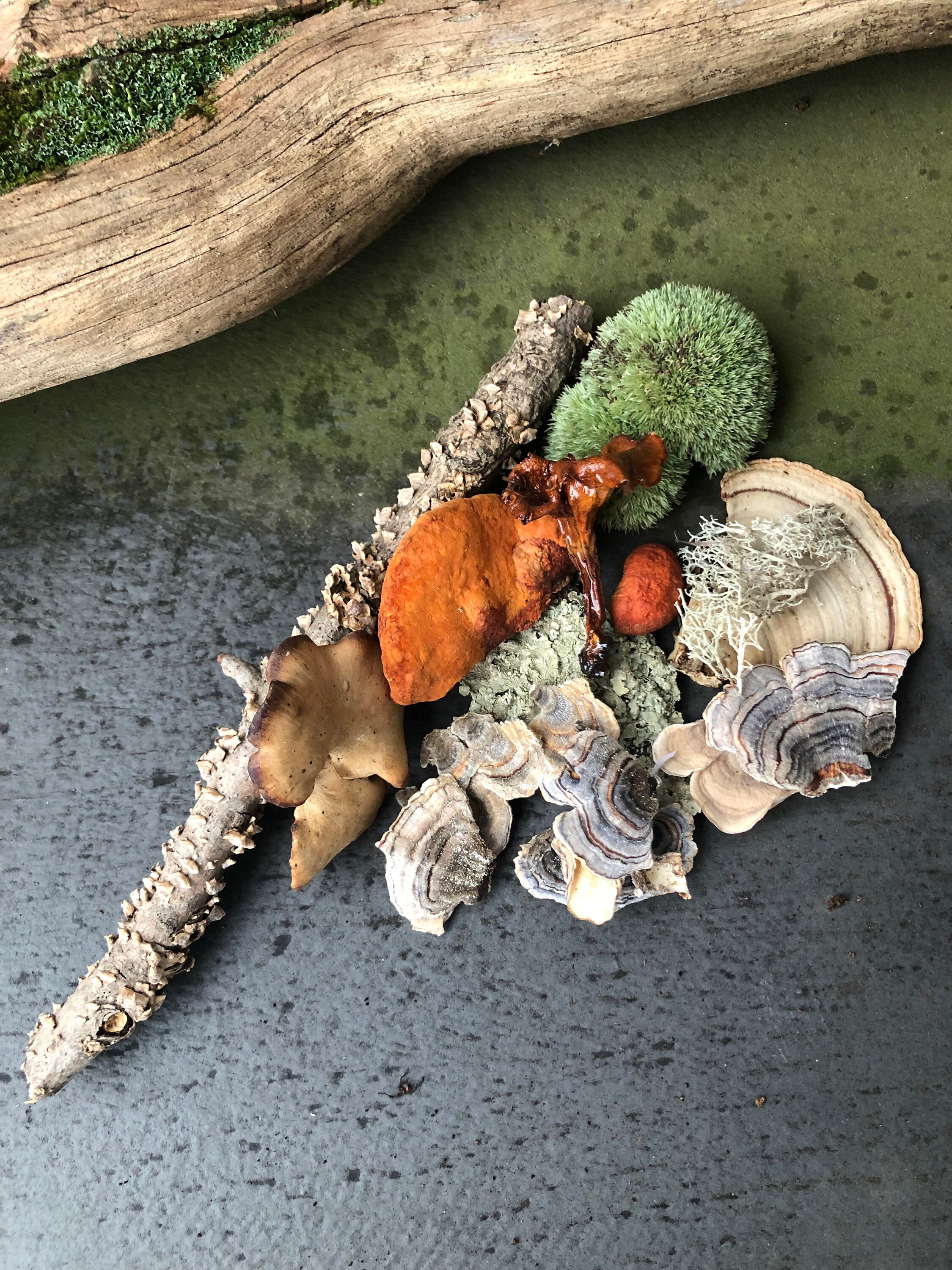 Home Dried Decor - Etsy