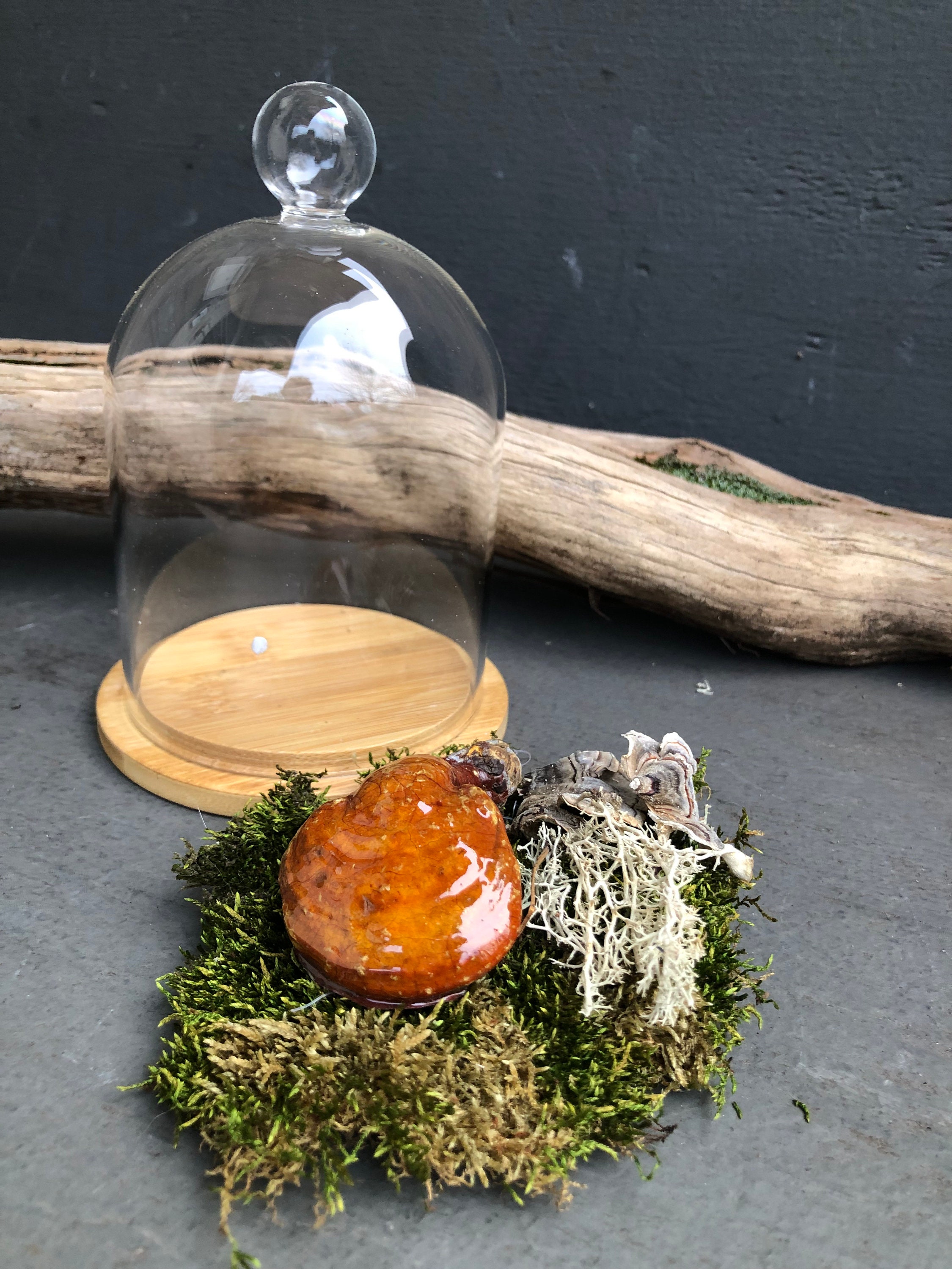 DIY Glass Dome Kit - Etsy