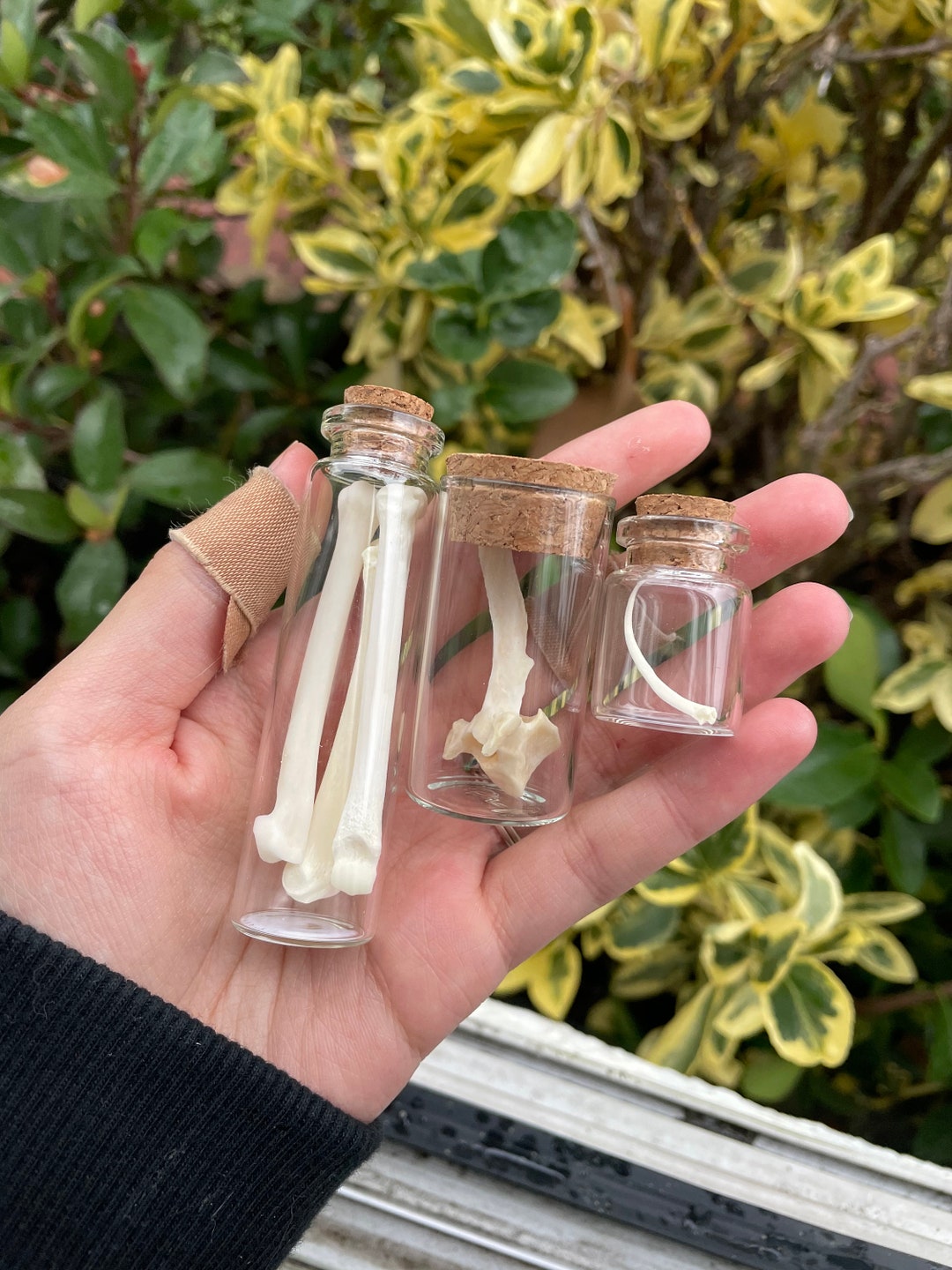 3 Piece Curio Set || Real Natural Animal Bones, Curio Cabinet, Teeth ...