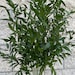 Fresh Italian Ruscus Bundle, Ruscus ACULEATUS , California Flower ...