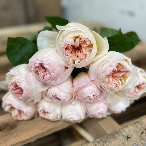 David Austin Roses - Etsy