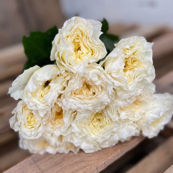 David Austin Roses - Etsy