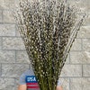 Preserved Blue Misty // Sea Lavender // Caspia // Naturally Grown Blue ...