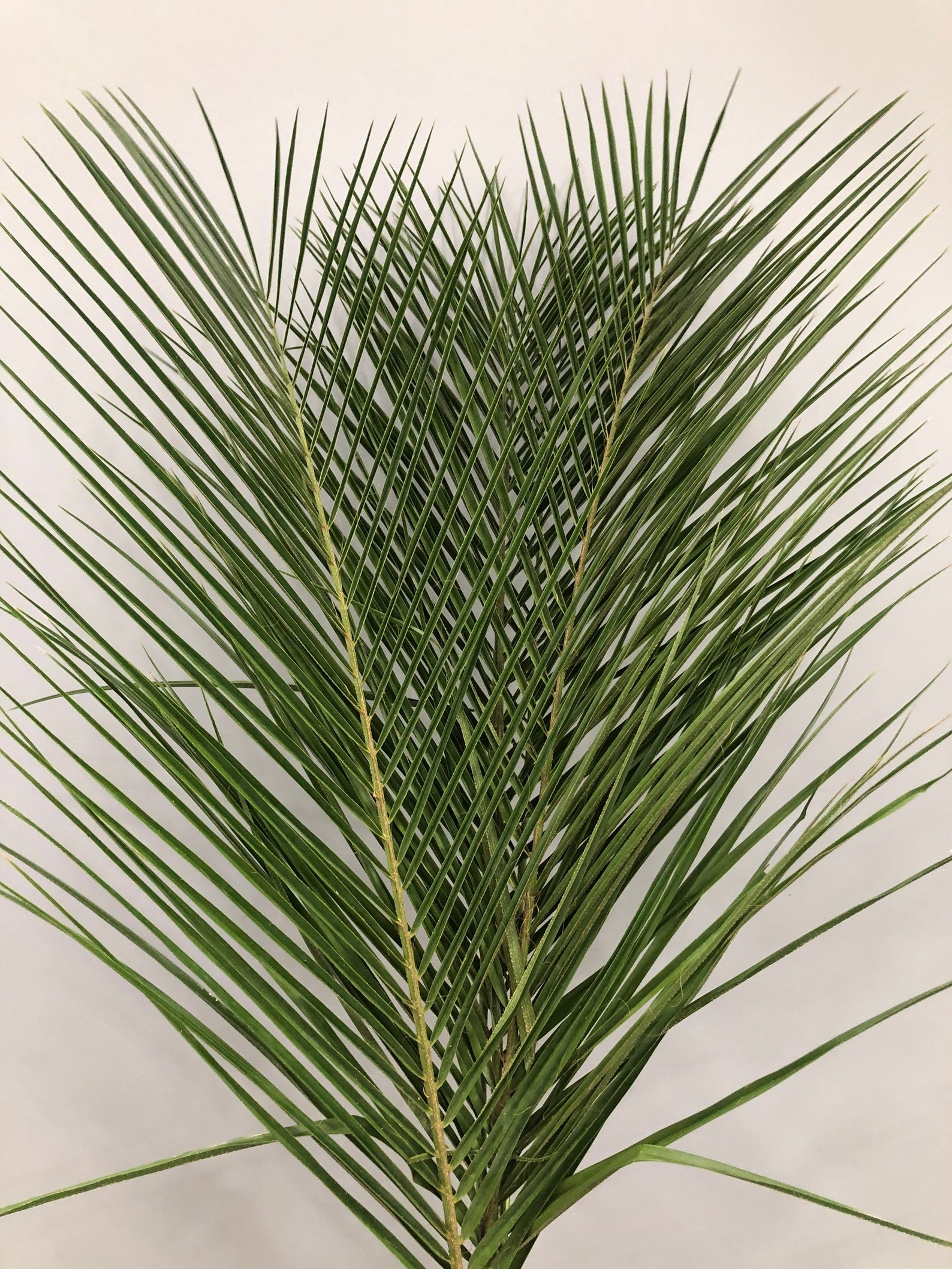 Fresh Robellini Palm Fronds (10 Ct) - Tropical Decor - Etsy