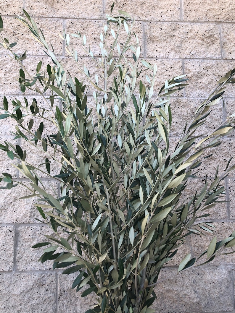 Large Fresh Olive Branches, California Grown Olive Leaves - Etsy