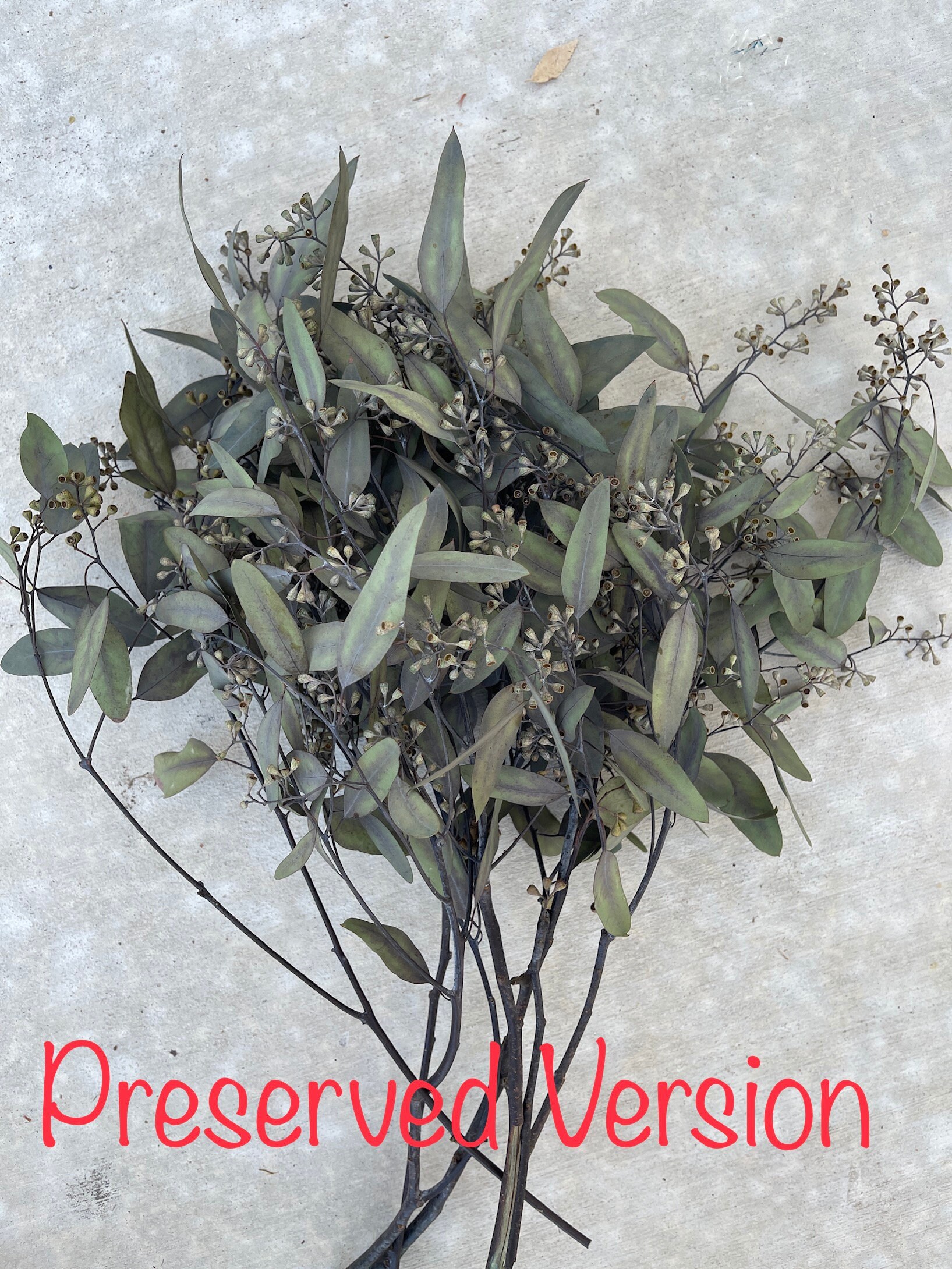 Seeded Eucalyptus Fresh Bundle California Grown - Etsy