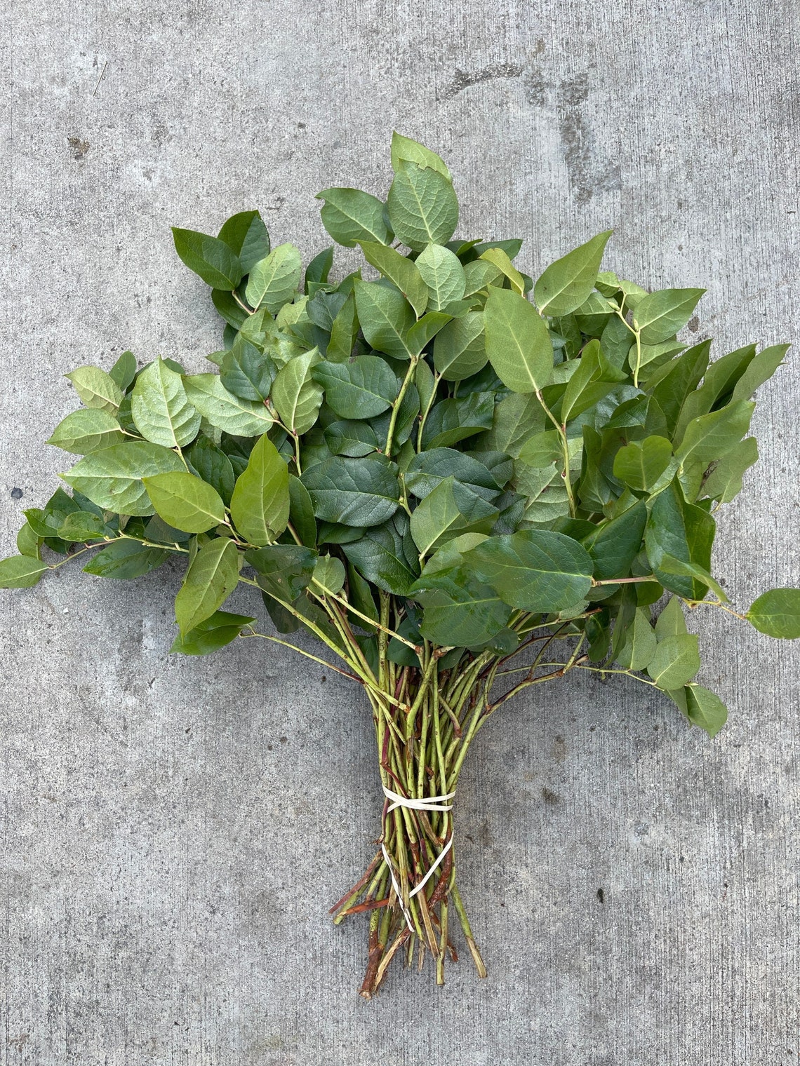 Large Fresh Salal , Lemon Leaf Bundle, Wedding Greenery , Garland ...
