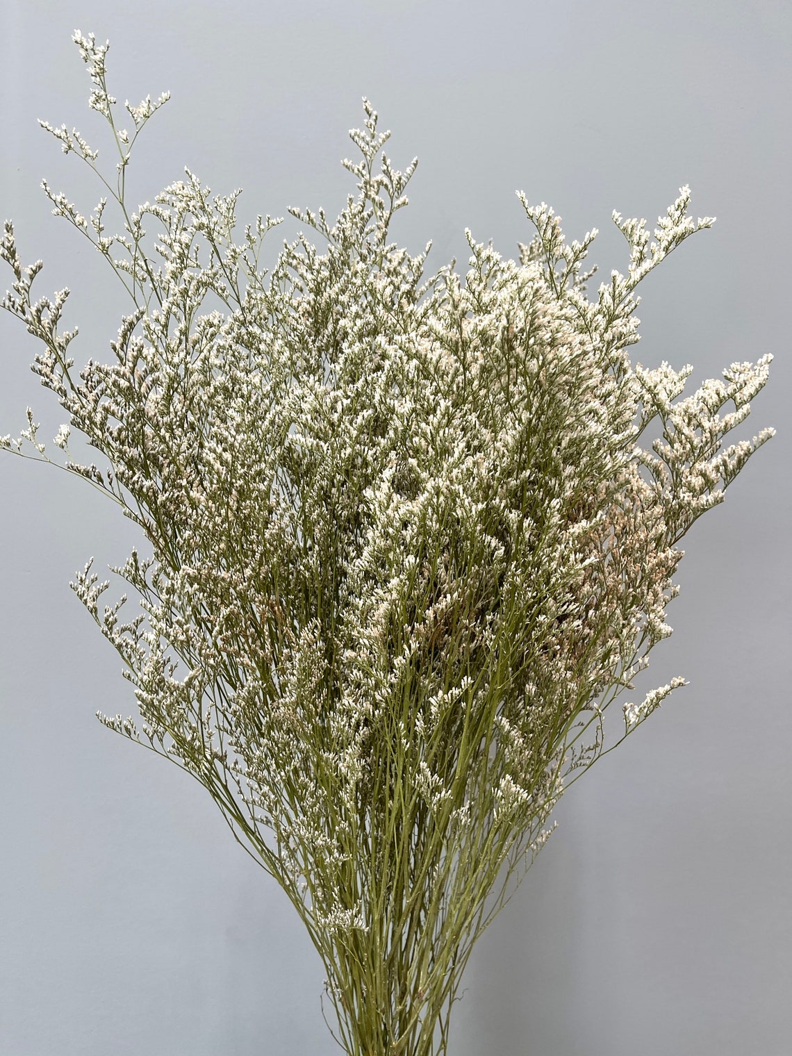 White Misty Limonium Caspia: Dried Wedding Flower Filler - Etsy