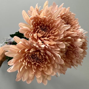 30 Fresh Dusty Peach Mum Stems - Cut Flower - Bulk Wedding Flowers ...