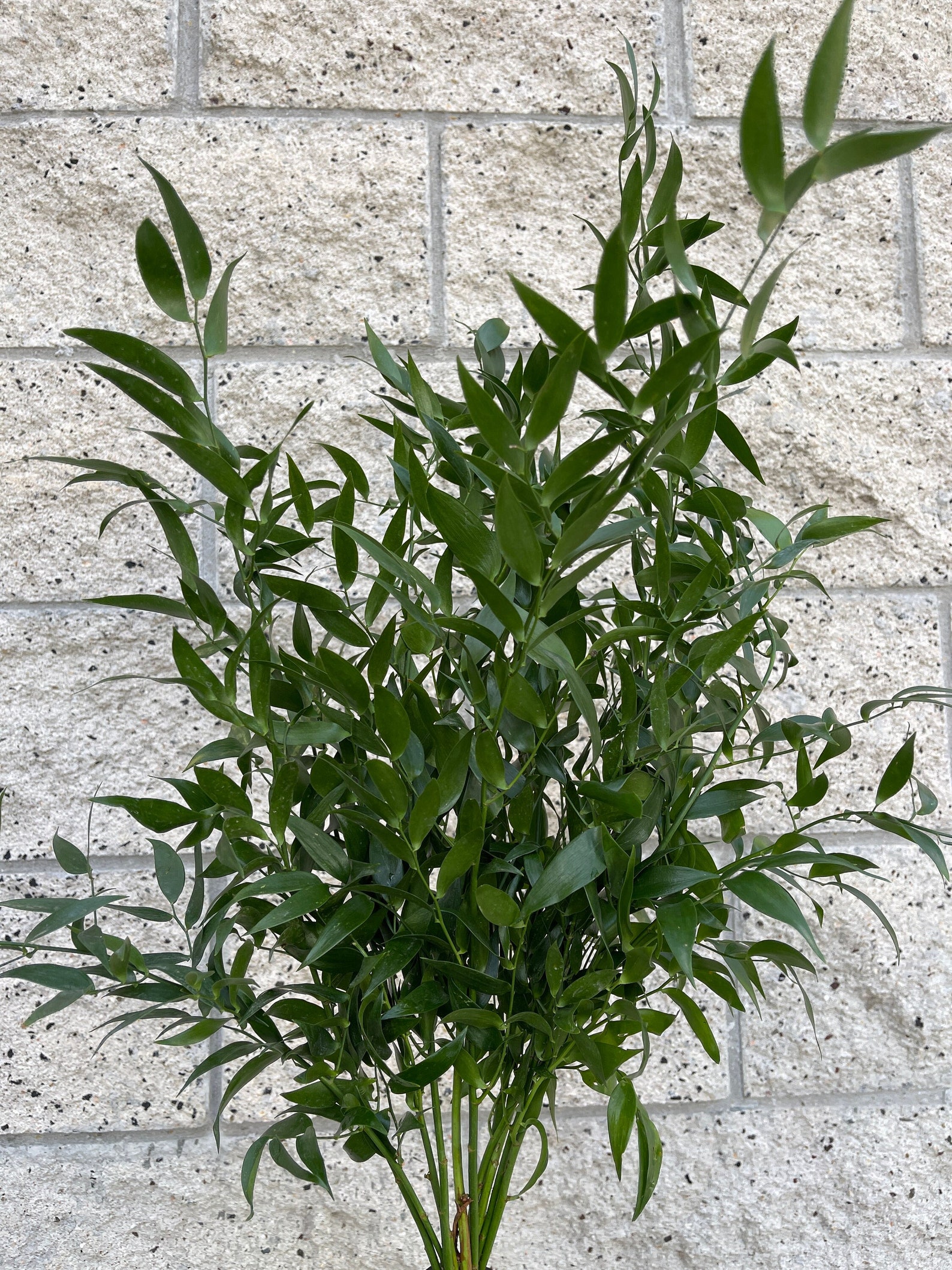 Fresh Italian Ruscus Bundle, Ruscus ACULEATUS , California Flower ...