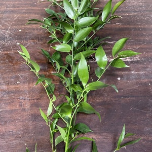 Fresh Italian Ruscus Garland: Wedding Greenery - Etsy