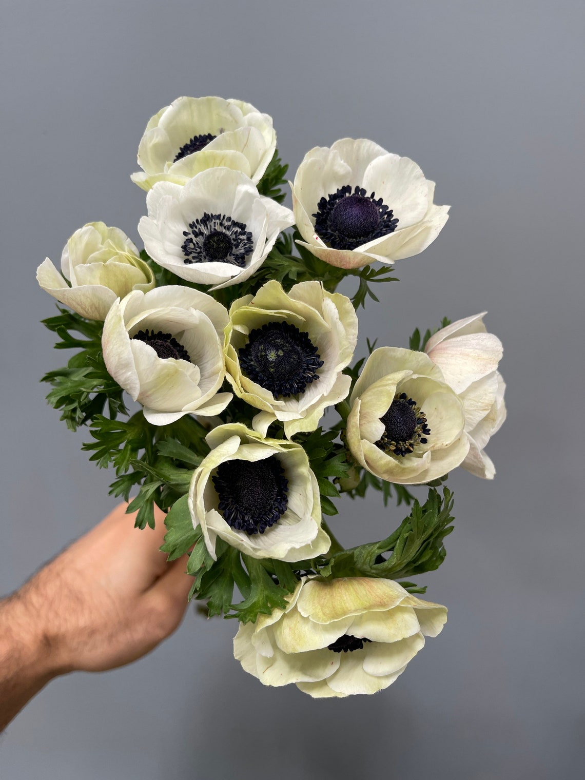 White Anemone Bouquet: 20 Fresh Cut Flowers, Wedding Decor - Etsy