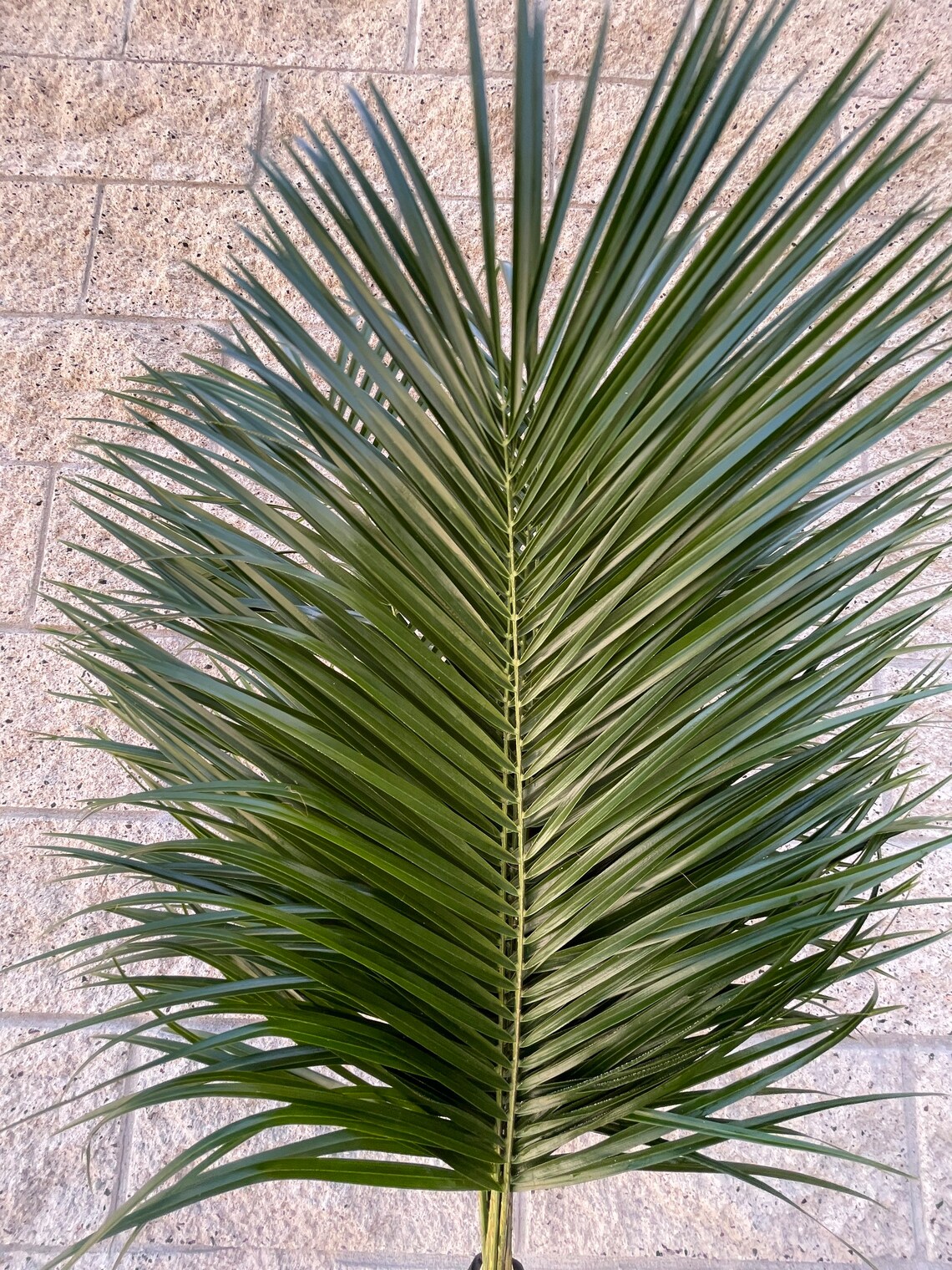 Fresh 10ct Robellini Palm Fronds// Palm Leaf // Palm Sunday - Etsy