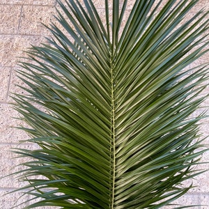 Fresh Robellini Palm Fronds (10 Ct) - Tropical Decor - Etsy