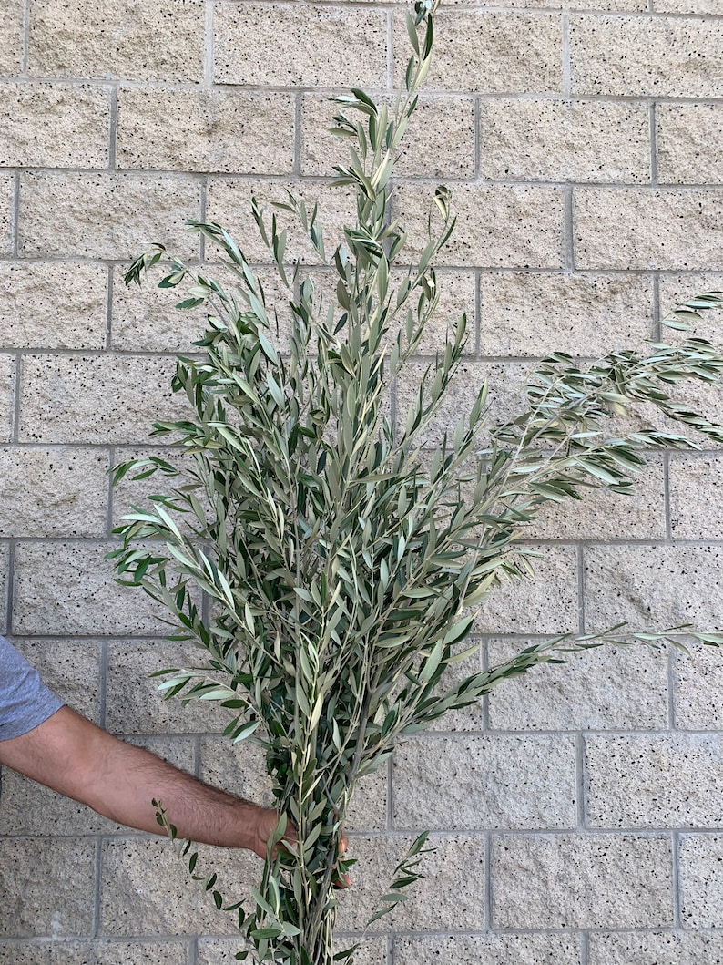 Large Fresh Olive Branches, California Grown Olive Leaves - Etsy