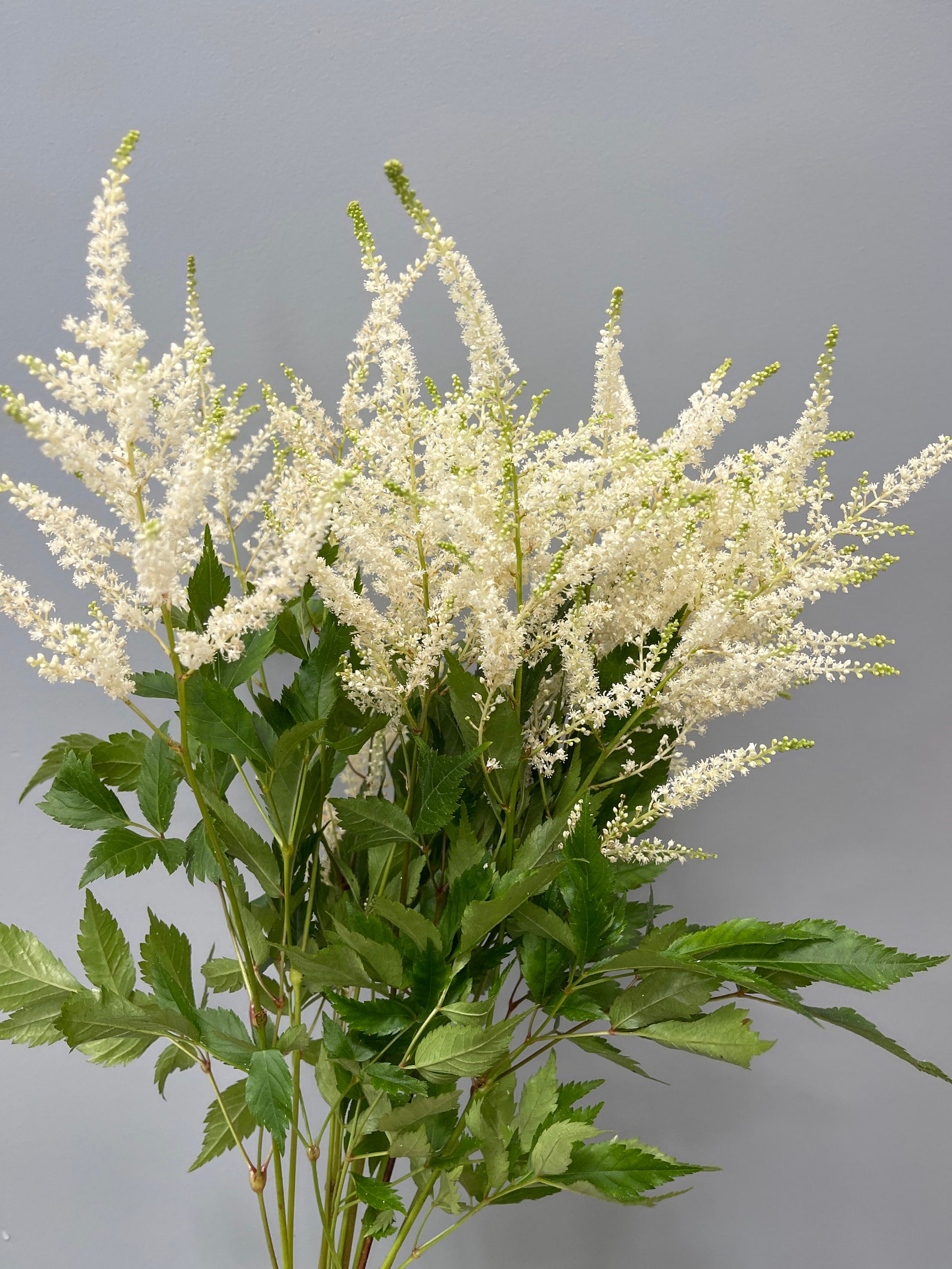 20 Stems Fresh Cut White Astilbe: Luxury Wedding Bouquet Filler - Etsy