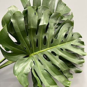 Fresh Cut Monstera Leaves Bundle: Tropical Greenery, 5 Stems - Etsy