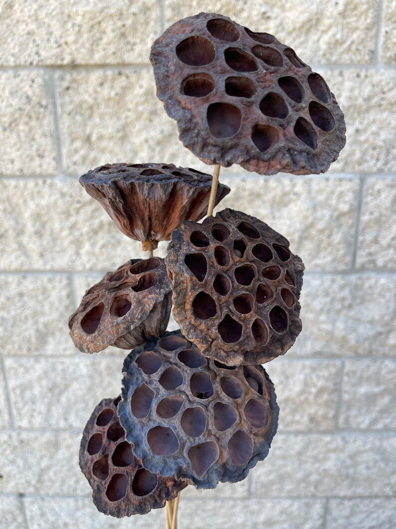 Natural Lotus Pods Stems // Dried & Preserved Pods Bundle// - Etsy