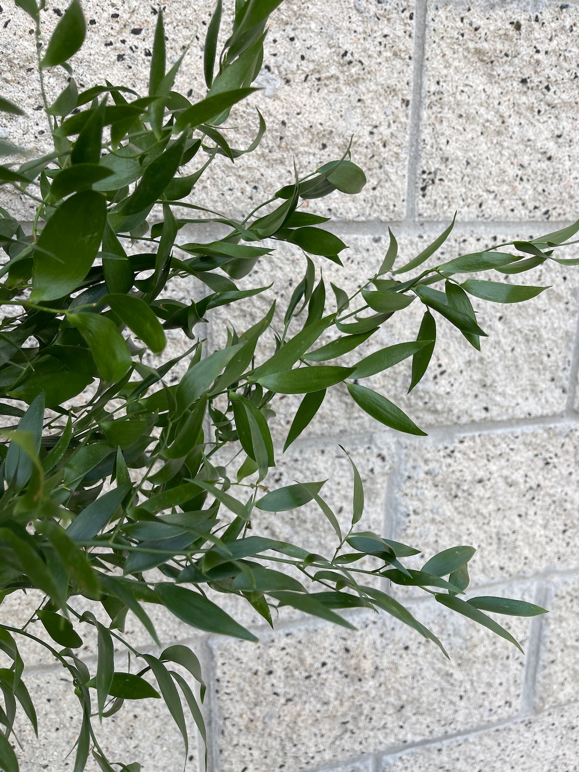 Fresh Italian Ruscus Bundle Ruscus ACULEATUS California - Etsy